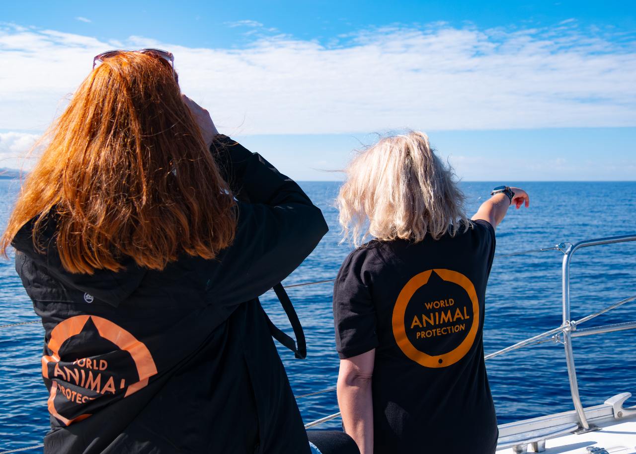 Behind The Green With World Animal Protection | Dolphin Prisons