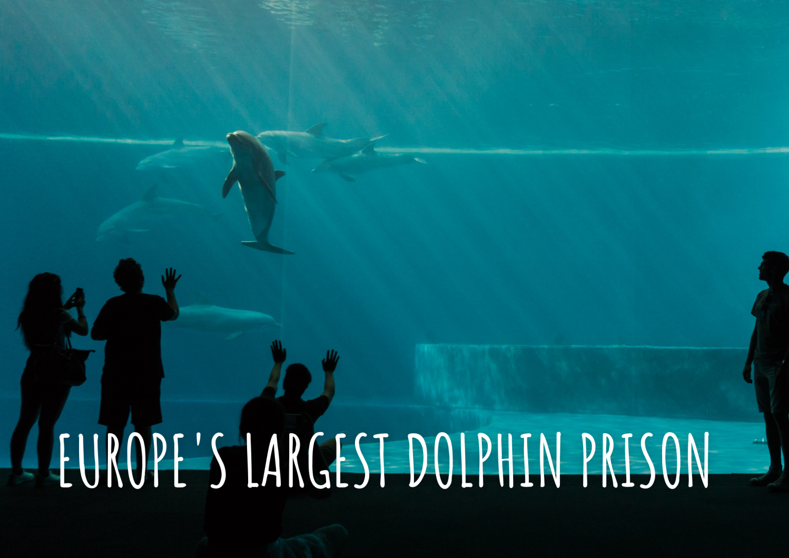 Europe's Largest Dolphin Prison Revealed At TTG Media Event - Kiwano ...